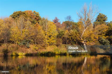 가을에 티라나 인공 호수 국립 공원 가을에 대한 스톡 사진 및 기타 이미지 가을 신록 연못 Istock