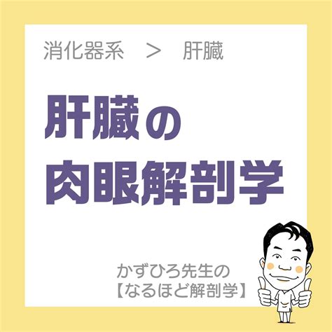 【肝臓の肉眼解剖学】 ・肝鎌状間膜（肝臓を右葉と左葉に分ける） かずひろ先生の【徹底的国試対策】解剖学