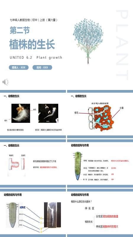 七年级上册生物开花和结果课件PPT 七年级上册生物开花和结果课件PPT模板下载 麦克PPT网