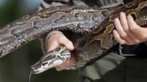 The Westerner Indonesian Woman Dies After Being Swallowed Whole By A Python