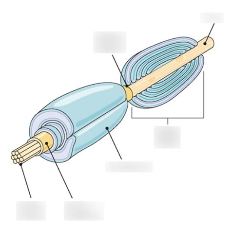 Axon Diagram Quizlet