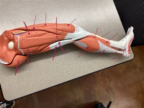 Inner Leg Muscles Diagram Quizlet