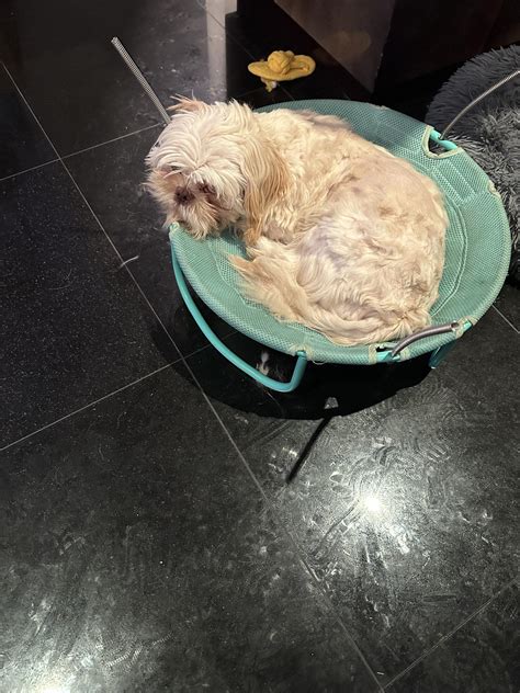 Daddy Gave Me A Haircut Its Not His Best Work But Im Much Cooler Scrolller