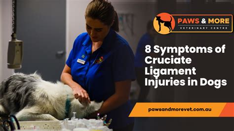 8 Symptoms Of Cruciate Ligament Injuries In Dogs Paws And More Vet