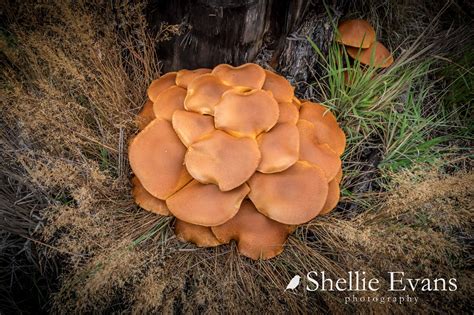 Shellie Evans Photography Shellie Evans Photography