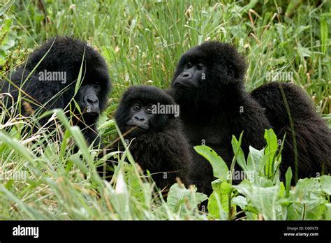 Mountain Gorilla Gorilla Gorilla Beringei Mother And Baby Stock