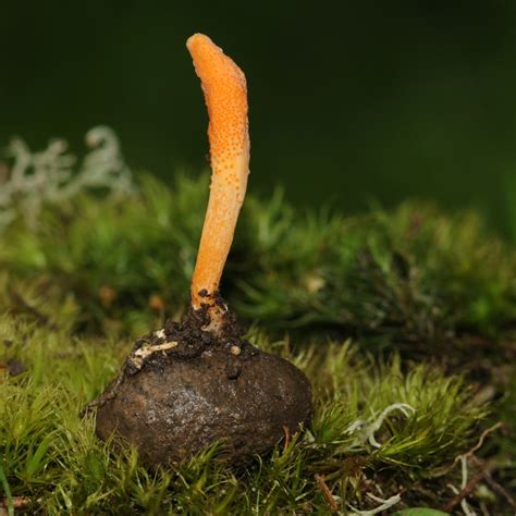 Fungi Friday Cordyceps The Zombie Fungus — Agraria Center For