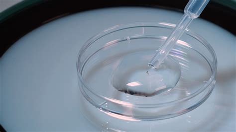 Video Zebrafish Mounting Positioning And Image Acquisition