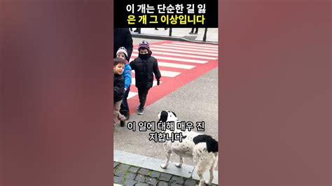 이 개는 단순한 길 잃은 개 그 이상입니다 Youtube