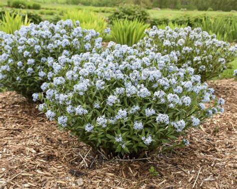 More Amsonia varieties Archives - Danziger