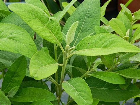 阿草伯藥用植物園 藥用植物簡介 866 苦膽茶