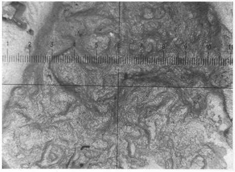 Positive Cast Of Type Vii Open Diagonal Twining S Twisted Weft Download Scientific Diagram