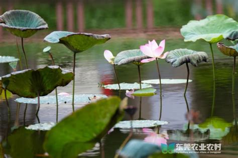 处暑：淡云辞暑 新凉迎秋中安新闻中安新闻客户端中安在线