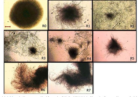 Figure 5 From The Morphology Of Ganoderma Lucidum Mycelium In A Repeated Batch Fermentation For