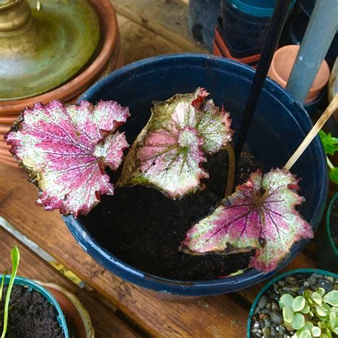 Begonia Rex Cultorum Group Raspberry Torte Syn Begonia Rex