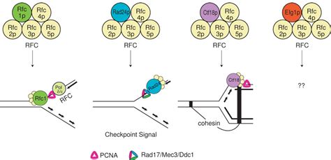 Suppression Of Gross Chromosomal Rearrangements By A New Alternative Replication Factor C