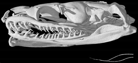 Snake Skull Anatomy