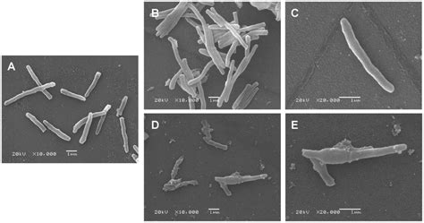 Scanning Electron Micrographs Of Wild Type Mc 2 155 Strain And M