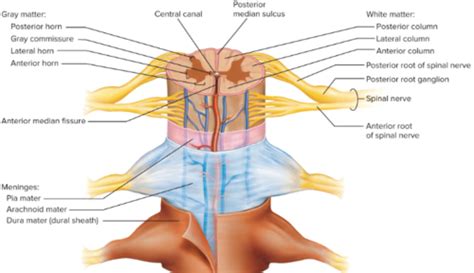 Spinal Cord Flashcards Quizlet