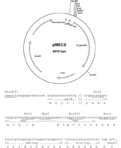 Map Of Pmecs Phage Display Vector Of 4 510 Bp The Lac Download