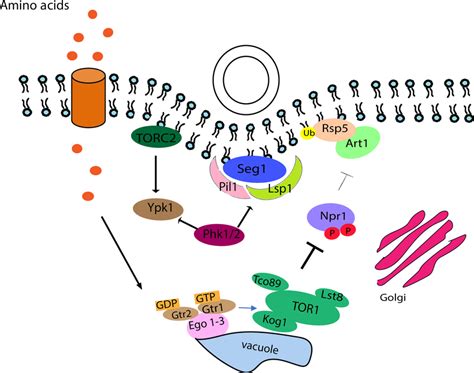 Proposed Model Of Torc1‐regulated Dna Uptake In Yeast And The