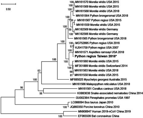 A Case Report Of Reptile Associated Nidovirus Serpentovirus In A Ball