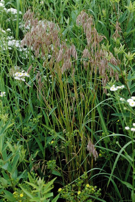 Bromus Kalmii Poaceae