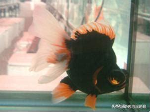 養魚水體為何變渾水變渾是何原因造成水質變渾該怎麼處理呢 每日頭條