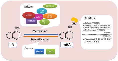 Frontiers M6A Modification In Non Coding RNA The Role In Cancer Drug