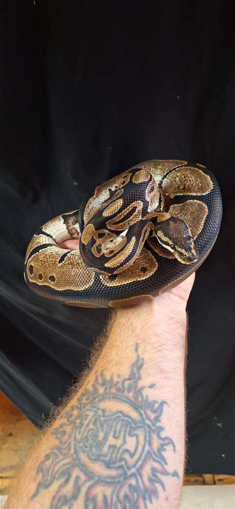 PROVEN BREEDER ADULT FEMALE REDUCED GENETIC BLACK BLACK BALL PYTHON Reptile Mart