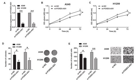 Foxd3 As1 Knockdown Inhibited Cell Proliferation Cell Growth And
