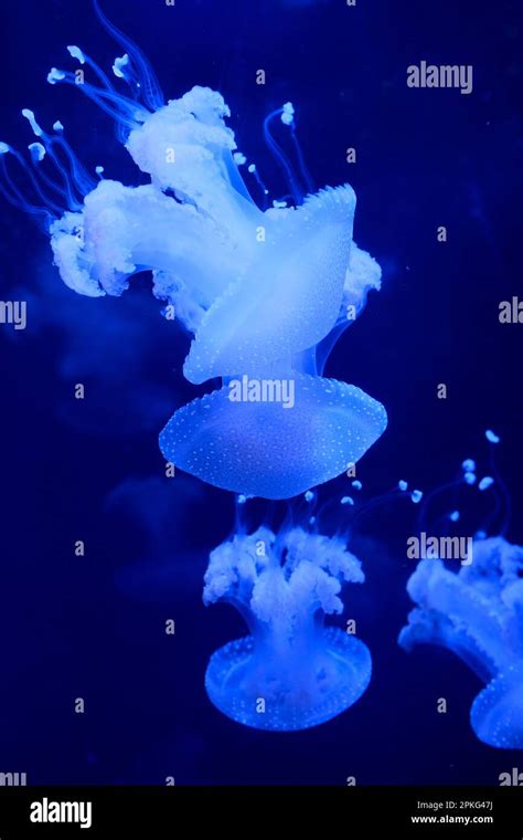 Slow Motion Lions Mane Jellyfish Cyanea Capillata Or Hair Jelly
