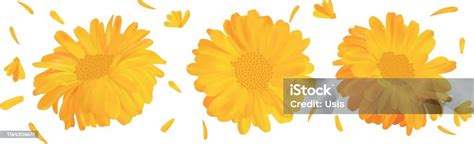 3d 현실적인 메리 골드 꽃입니다 흰색 배경에 고립 된 금송화 맨 위 보기 벡터 일러스트레이터 금송화 클로즈업 꽃 식물에 대한 스톡 벡터 아트 및 기타 이미지 Istock