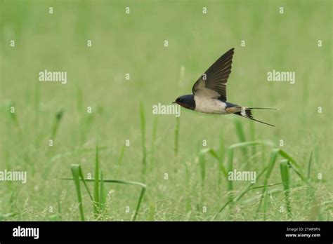 An Image Of A Swallow Soaring Through A Sunny Sky Its Wings Adorned