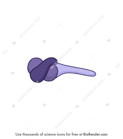 Free Troponin Complex Contracted Muscle Icons Symbols And Images