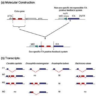 A Sex Specific Alternative Splicing Module For Insect Synthetic Download Scientific Diagram