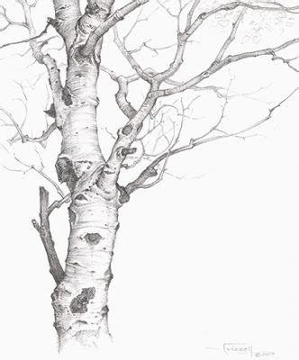 Tree Drawing Tree Drawing Tree Art Tree Sketches