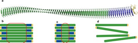 Model For The Involvement Of R Coils In Inp Multimerization A Alphafold