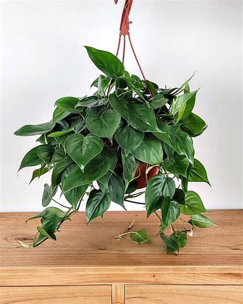 Heart Leaf Philodendron Heart Leaf Philodendron Complete Care And