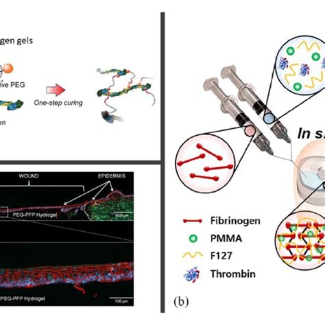 Modification Of Fibrin Hydrogels By Synthetic Polymers A Process Of