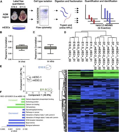 A Quantitative Proteomic Analysis Of Hemogenic Endothelium Reveals Differential Regulation Of