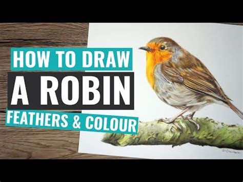 How To Draw A Robin Colour Pencil Tutorial With Prismacolor Colored