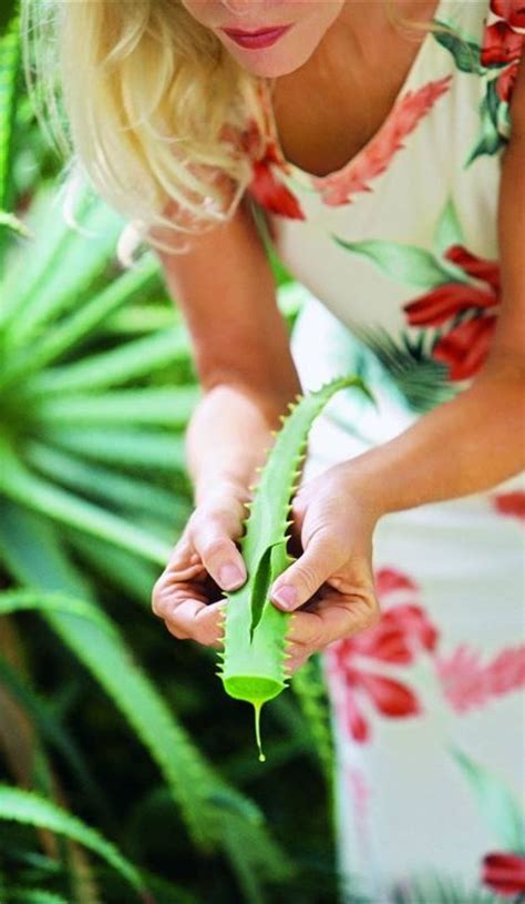 Cómo preparar gel de aloe vera en casa ideal para disminuir arrugas
