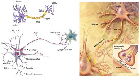 Axons Function Structure Of A Neuron Explained Neurons