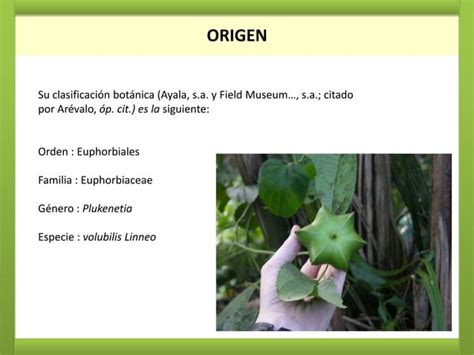 Cultivo De Sacha Inchi PPT Descarga Gratuita