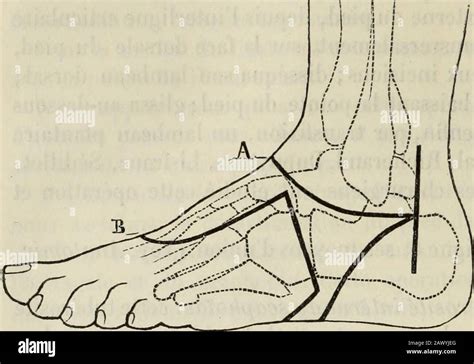 Ligaments Du Pied Hi Res Stock Photography And Images Alamy