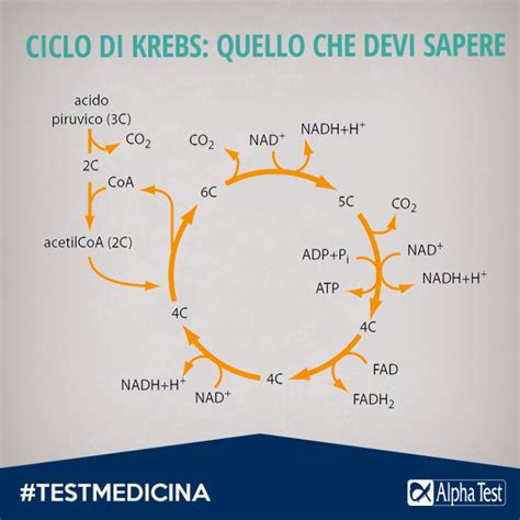 Test Di Medicina Ecco Cosa Dovete Sapere Del Ciclo Di Krebs Alpha