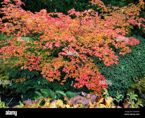 Acer Palmatum Tree With Red Autumnal Leaves Alongside The Green Foliage Of Evergreen Shrubs
