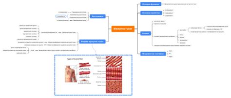 Мускулна тъкан определение класификация произход обща характеристики и Pdf