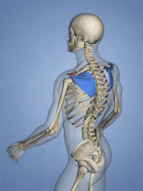 Acromion Da Omoplata M SKEL SCAPULA ACROMION 5 Modelo 3D Ilustração